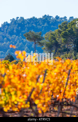 Viñedo, Valle del Set, Les Garrigues, Lleida, Catalunya, Spain Stock ...