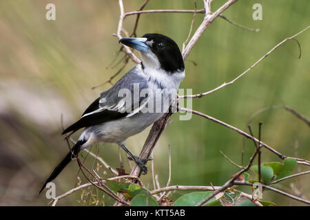 Butcher bird, Australia Stock Photo - Alamy