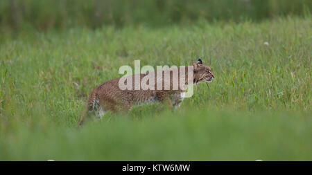 An elusive bobcat in a northern Wisconsin meadow Stock Photo - Alamy