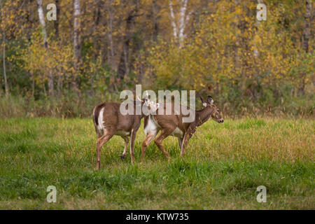 White-tailed buck chasing a doe in northern Wisconsin Stock Photo - Alamy