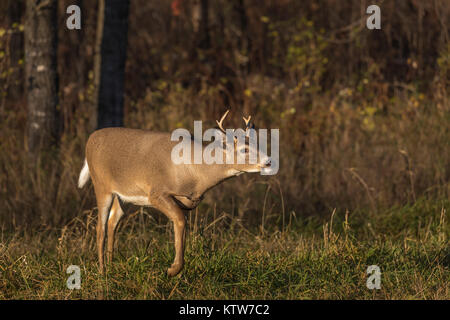 Young white-tailed buck chasing does Stock Photo - Alamy