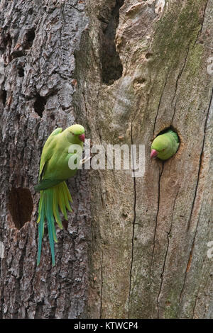 Ring-necked Parakeet, Bushy Park, London Stock Photo - Alamy