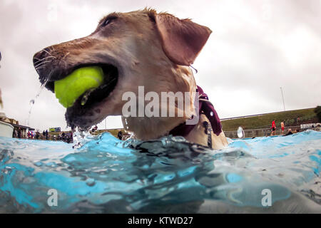It was 'Swim With Your Dog' day at Saltdean Lido today (Saturday ...