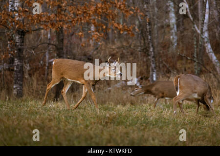 Young white-tailed bucks chasing does in early November Stock Photo - Alamy