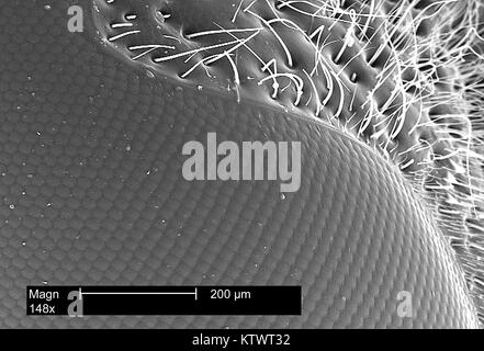 This was a scanning electron micrograph (SEM) of a wasp's leg appendage ...