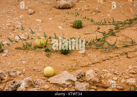Wild desert gourd or colocynth (Citrullus colocynthis Stock Photo ...