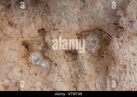 Quartz inclusions in limestone Stock Photo - Alamy