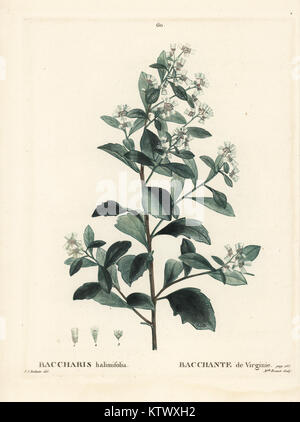 Baccharis halimifolia,eastern baccharis, groundsel bush,groundsel tree ...