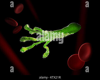 Helicobacter Pylori in the Human Stomach Viewed at 400x Magnification ...