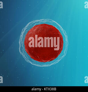 Amoeba structure, illustration Stock Photo - Alamy