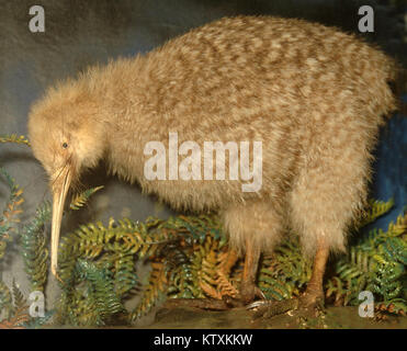 Rare wild Kiwi bird foraging in forest of Ulva Island, New Zealand, the ...