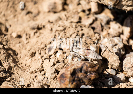 Desert mantis in the Negev desert (Eremiaphila brunneri Stock Photo - Alamy