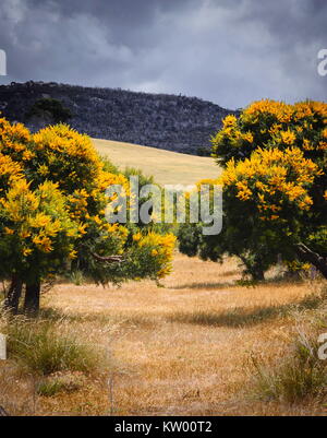 Western Australian Christmas Trees (Nuytsia floribunda) growing in ...