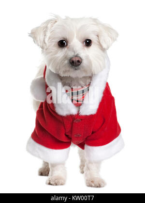cute maltese dressed as santa claus Stock Photo - Alamy