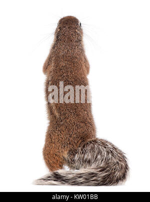 A vertical shot of a Ground Squirrel standing on a rock Stock Photo - Alamy
