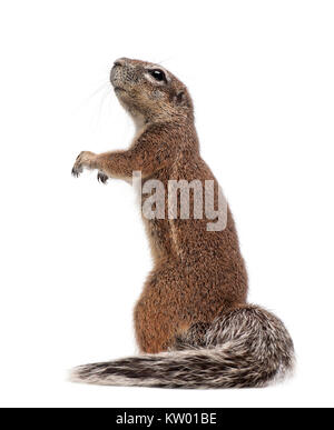 A vertical shot of a Ground Squirrel standing on a rock Stock Photo - Alamy