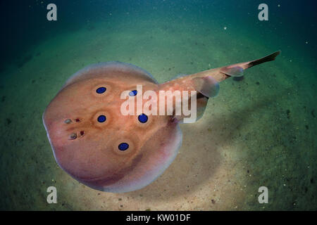 Common torpedo, ocellate torpedo, or eyed electric ray, Torpedo Stock ...
