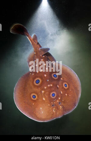 Common torpedo, ocellate torpedo, or eyed electric ray, Torpedo Stock ...