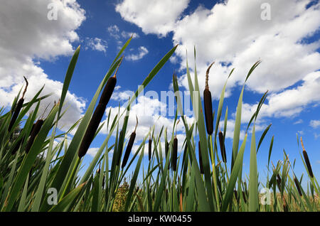 bull rush rushes bullrush bullrushes reeds pond ponds plant plants semi ...