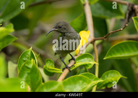 Seychelles Sunbird (Cinnyris dussumieri) juvenile Stock Photo - Alamy