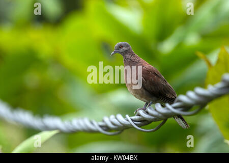 Madagascar turtle dove (Streptopelia picturata), portrait, Seychelles ...