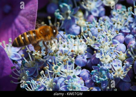 Blossoming blue hydrangera flowers in garden Stock Photo - Alamy