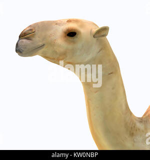 Camelops hesternus on White - Camelops was a camel-type herbivorous ...