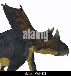 Chasmosaurus was a Ceratopsian herbivorous dinosaur that lived in ...