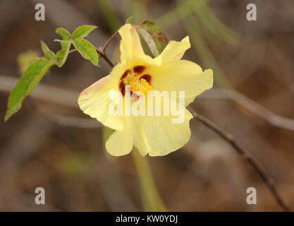 Darwin's cotton flower (Gossypium darwinii), an endemic species found ...
