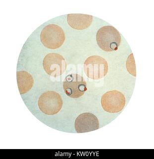 Light micrograph of Plasmodium falciparum schizonts inside two ...