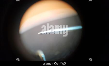 Light microscope image at approximately 30x magnification showing the ...