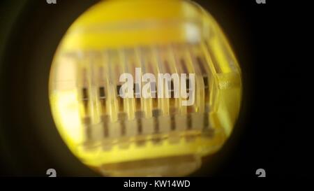 Light microscope image at approximately 30x magnification showing the ...