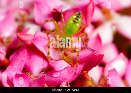 Jumping spider. Epeus cf indicus. Kolhapur, Maharashtra, India Stock ...