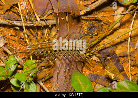 LONG-LEGGED CENTIPEDE Scutigera coleoptrata in cave Sabah, Borneo ...
