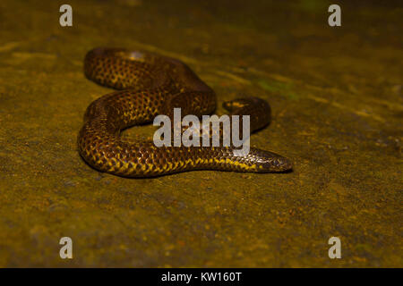 Elliot's shieldtail snake, Uropeltis ellioti. Western Ghats of Kaas ...