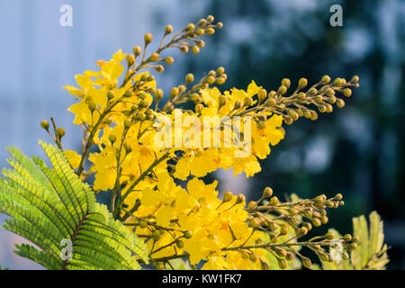 Beautiful yellow Peltophorum pterocarpum flowers on tree, commonly known as copperpod ...
