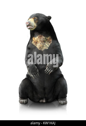 malayan sun bear stand on the rock Stock Photo - Alamy