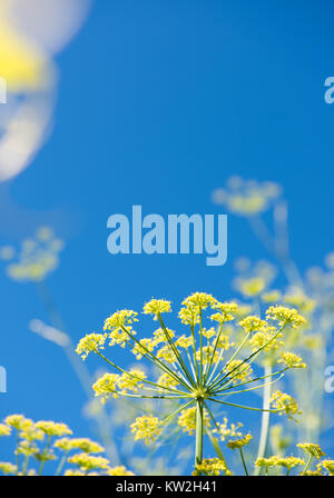 Fennel Flowers on Sunny Summer Day with Clear Blue Sky Stock Photo - Alamy