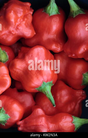 Bishops Crown Chilli Peppers, also known as Friars Hat. This is a mild ...