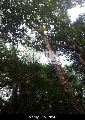 The Bois Bigaignon, located in Ferney, Mauritius, is home to the ...