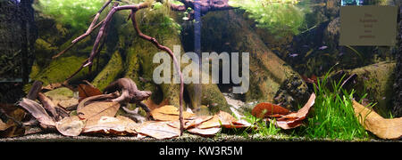 The Biome exhibit at the Naturhistorisches Museum in Braunschweig ...