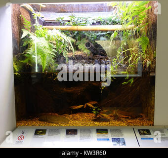 The Biome at the Naturhistorisches Museum in Braunschweig, Germany ...