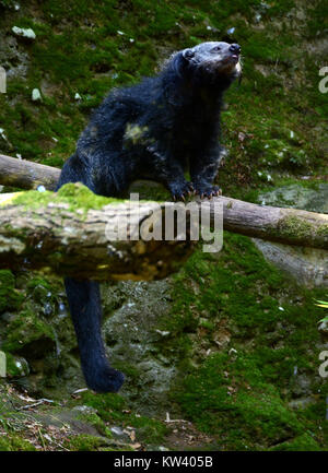 The Binturong, also known as the bearcat, is a nocturnal mammal native ...