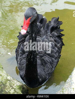 The Bird Aviary at Tazishan Park in Chengdu, China, is a wildlife ...
