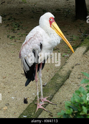 The Bird Aviary at Tazishan Park in Chengdu, China, is a wildlife ...