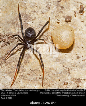 Widow Spiders (Latrodectus Stock Photo - Alamy