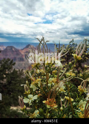 Grand Canyon: desert landscape, flowering plants, sandstone cliffs and ...