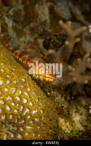 Underwater close up of a Diamond Lizardfish, synodus synodus, lurking ...