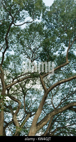 Guanacaste tree (Enterolobium cyclocarpum), national tree of Costa Rica ...