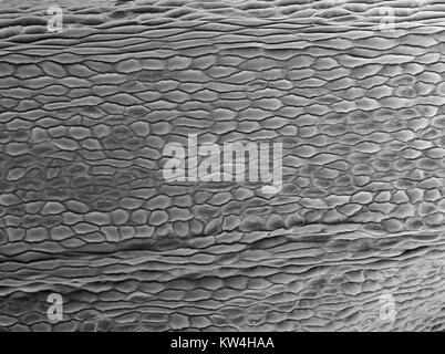 Scanning Electron Micrograph (SEM) depicting large numbers of ...